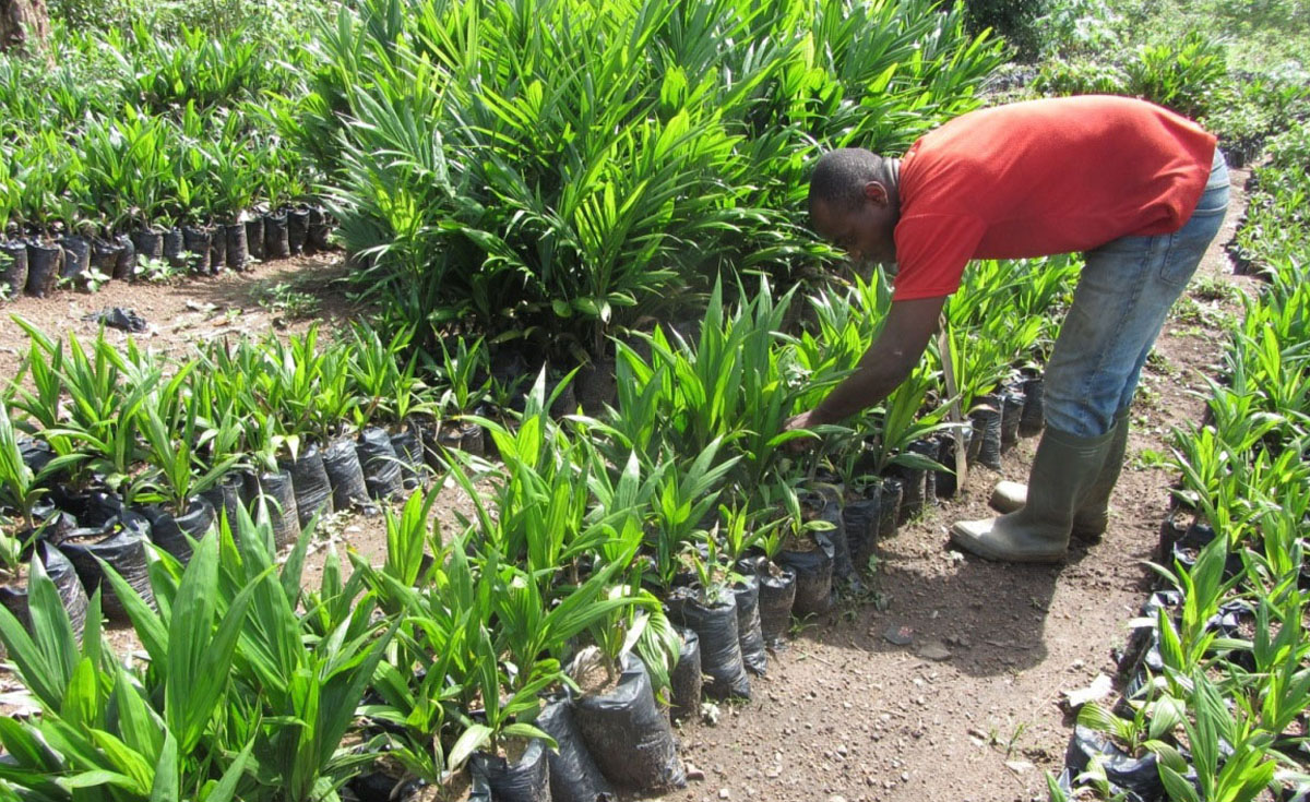 Cameroon: Enthusiastic young farmer moves forward despite lack of land ...