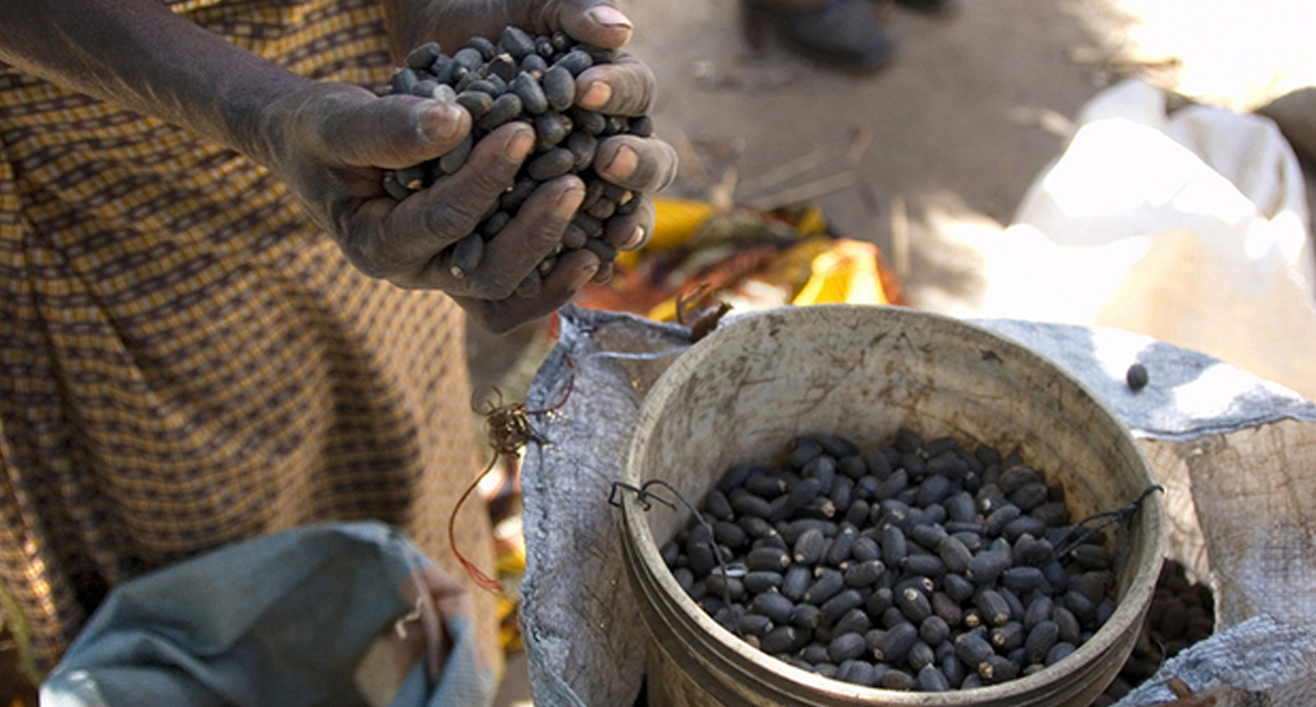 Mali: Farmers benefit from program to recover traditional seeds : Barza ...