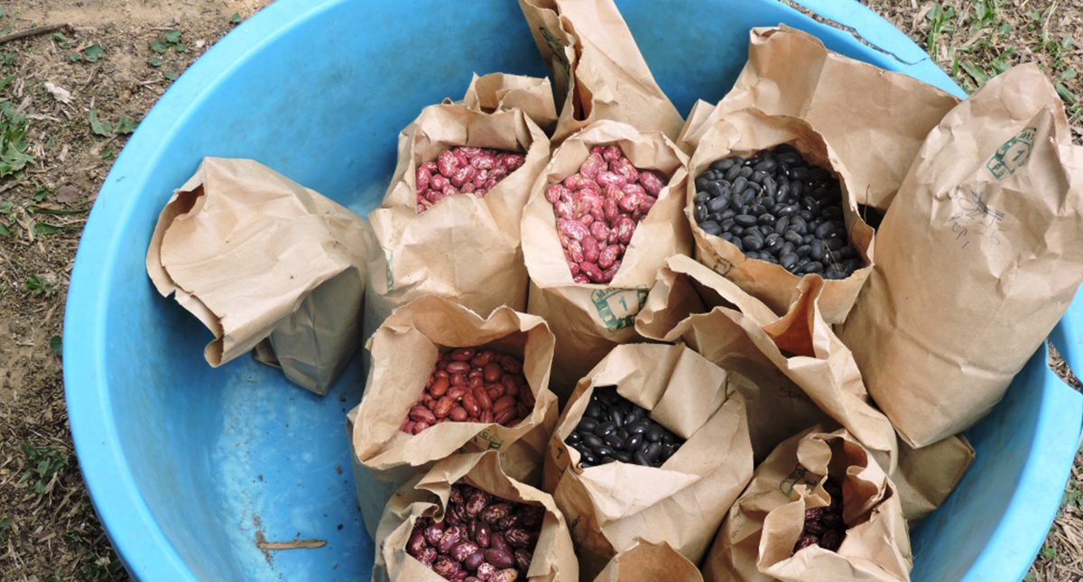 Uganda: Growing beans for a ready market : Barza Wire