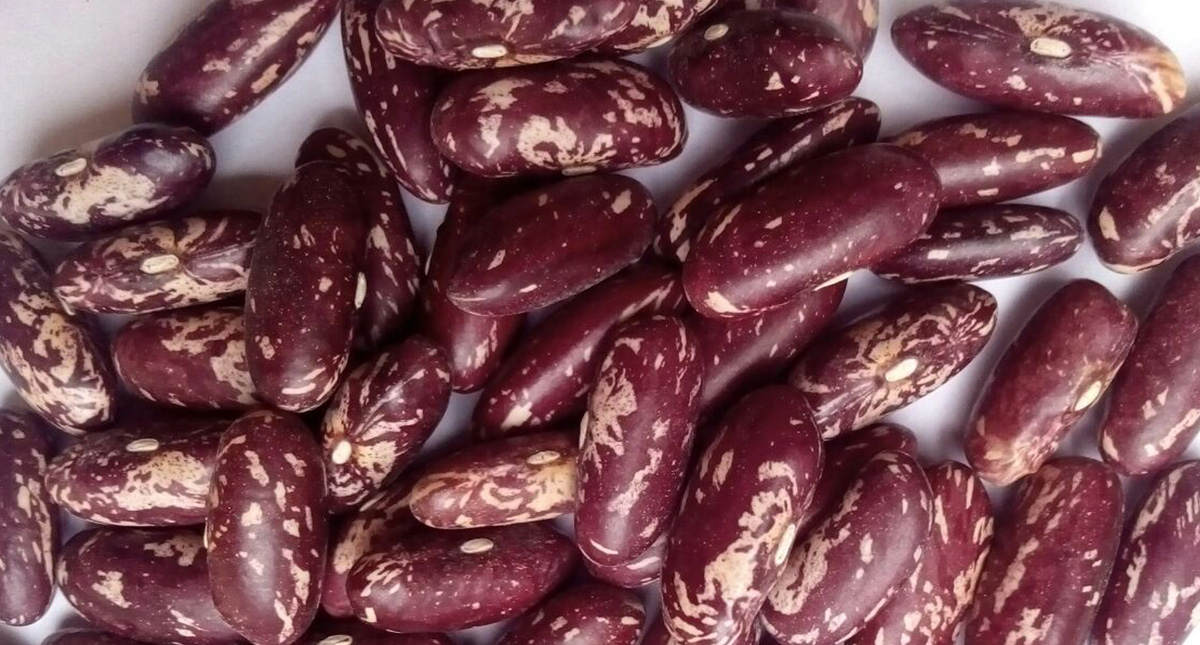 Kenya: Farmer makes the switch from wheat to beans : Barza Wire