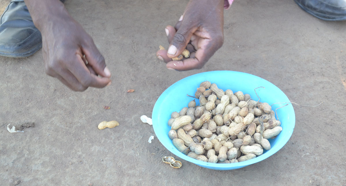 Senegal: Groundnut farmers use organic methods to protect their health ...