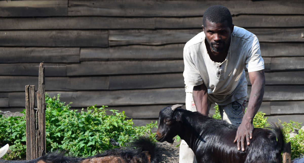 DRC: Farmer raises his goats well by practicing good hygiene : Barza Wire