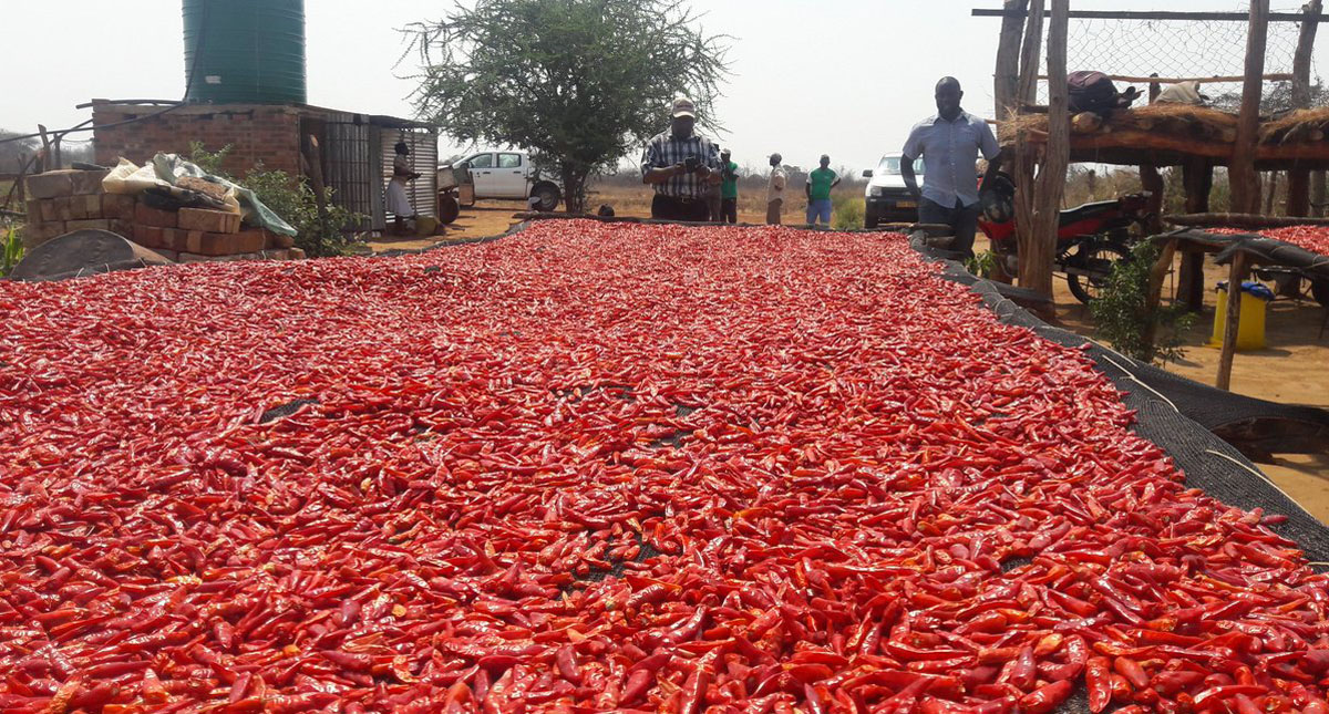 Zimbabwe: Poor prices force farmers to switch from cotton to bird’s eye ...
