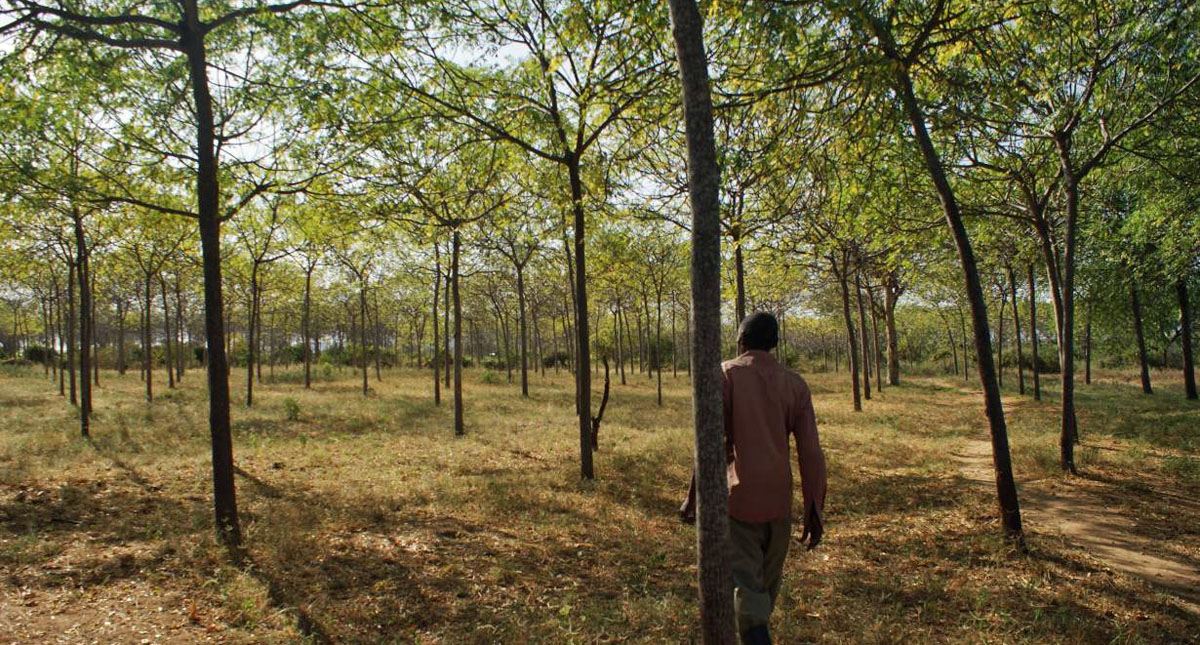 Kenya: Farmers grow mukau tree as protection against drought (Trust ...