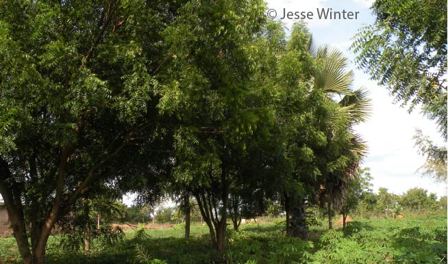 Côte d’Ivoire: Cocoa farmers plant shade trees to adapt to climate ...