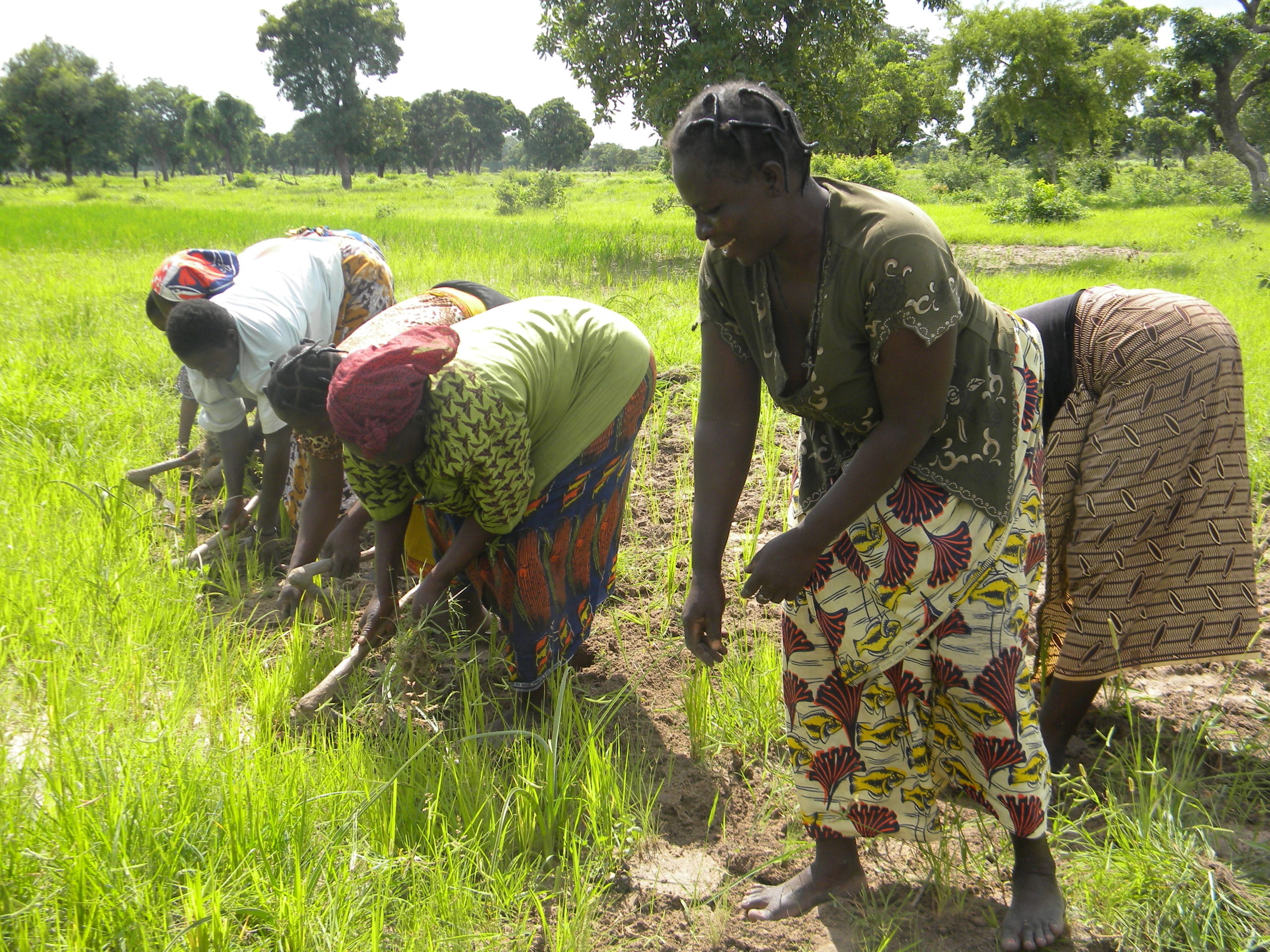 Ghana: Rice farmers fail to control weeds due to influx of fake and ...