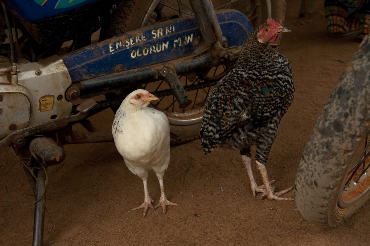 Tanzania: Farmers reduce costs by feeding local chickens with locally ...