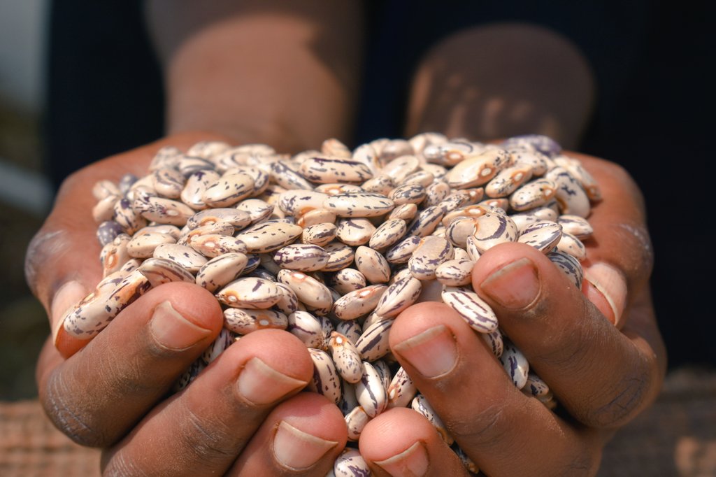 Uganda: High yielding and early maturing variety of beans helps farmers ...