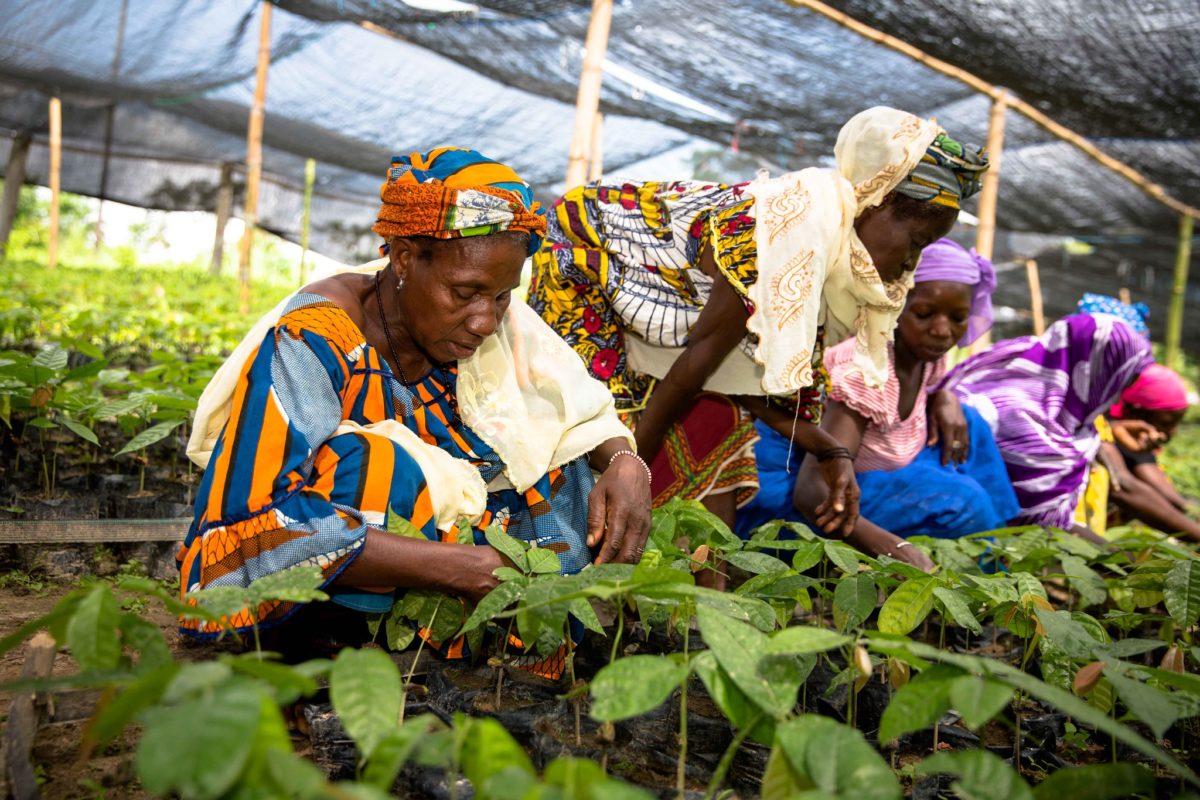 Côte d’Ivoire: Women cocoa producers lead the battle for access to land ...