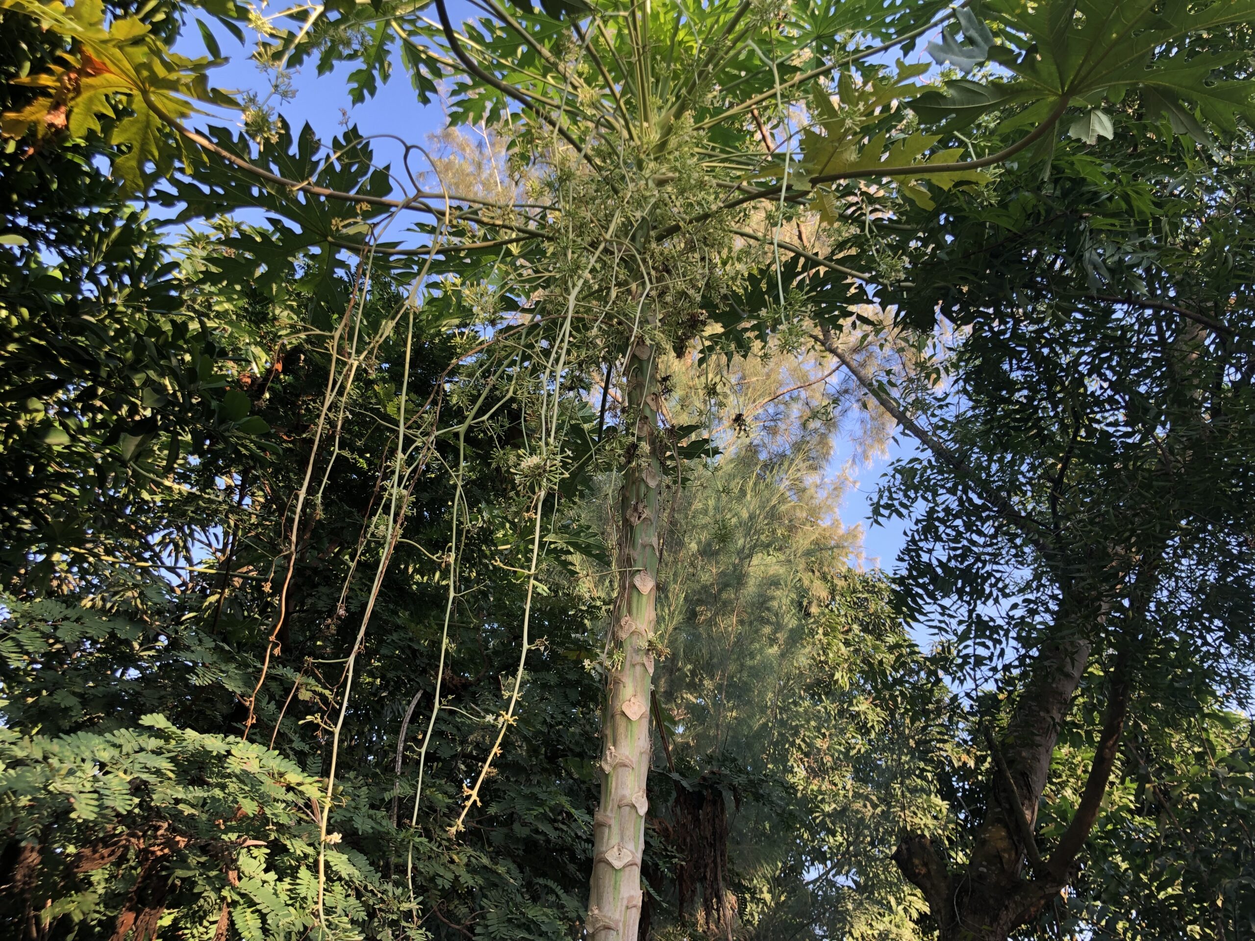 Tanzania: Women boost yields with homemade pesticides : Barza Wire