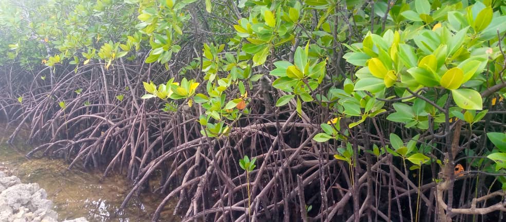 Tanzania: Communities use cultural practices to manage mangroves, reefs ...