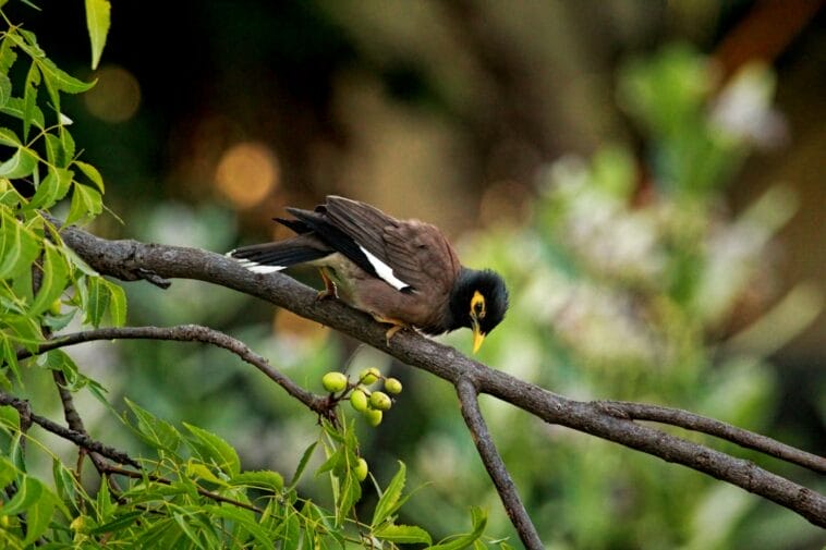 The importance of bird conservation : Barza Wire