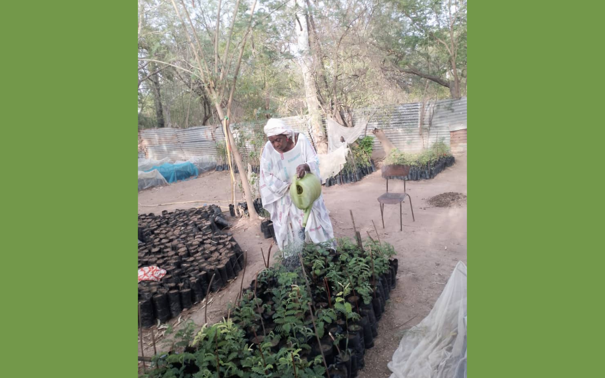 Senegal: Women plant local fruit tree species to address land ...